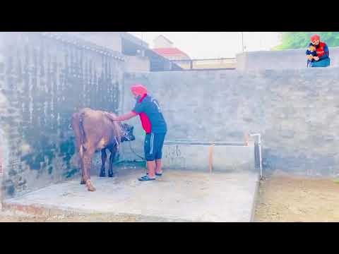 New video tik tok sat sap 12 2020