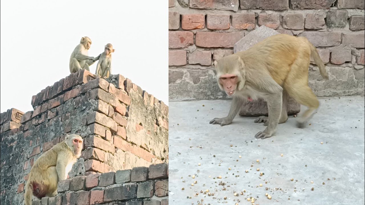 bandar | monkey video | bandar wala | monkey cartoon | bandar wala ...