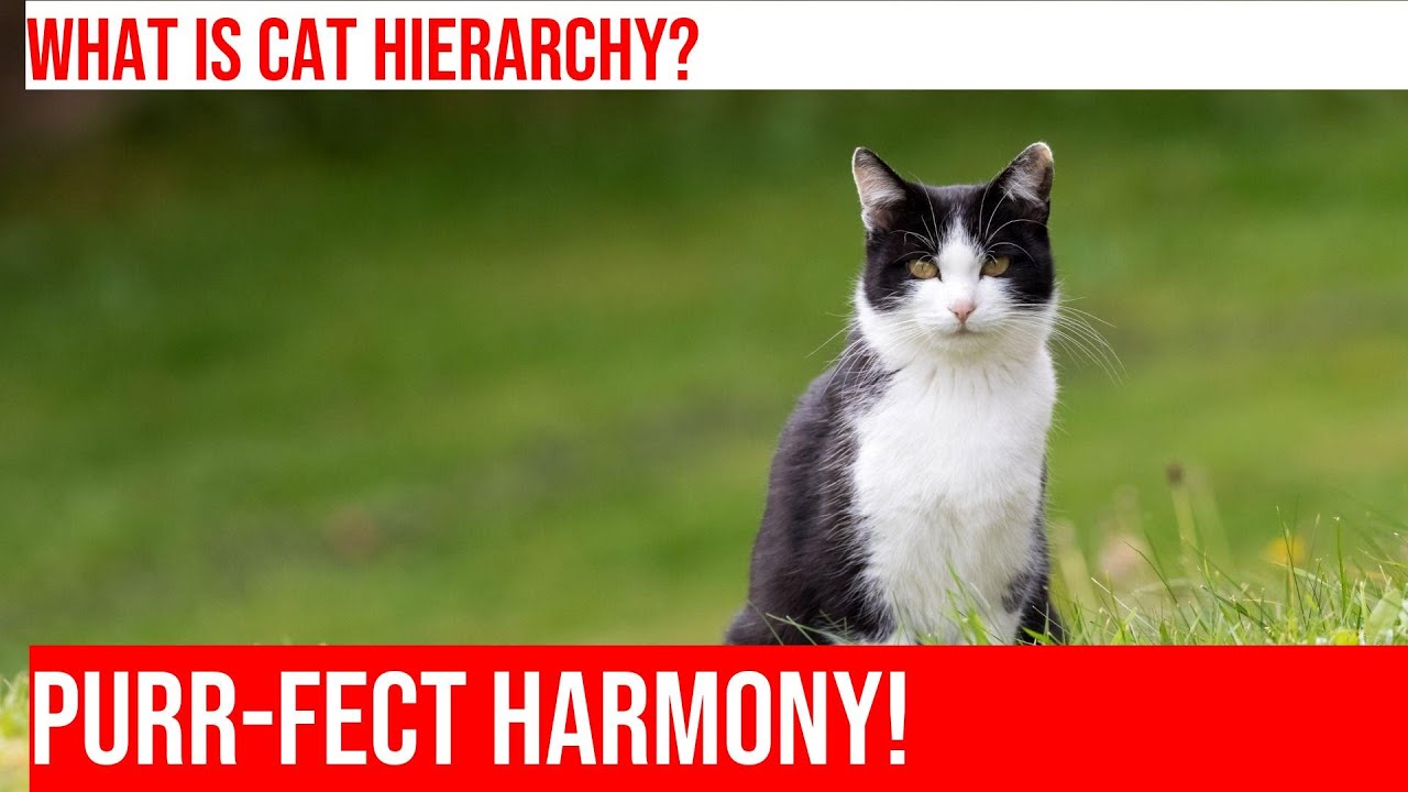 Understanding Cat Hierarchy in a Multi-Cat Household - YouTube