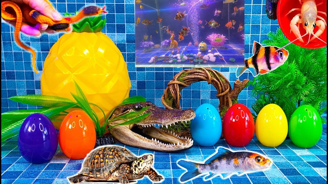 Surprise fish, lobster, snake, koi fish, betta fish, frog, turtle ...
