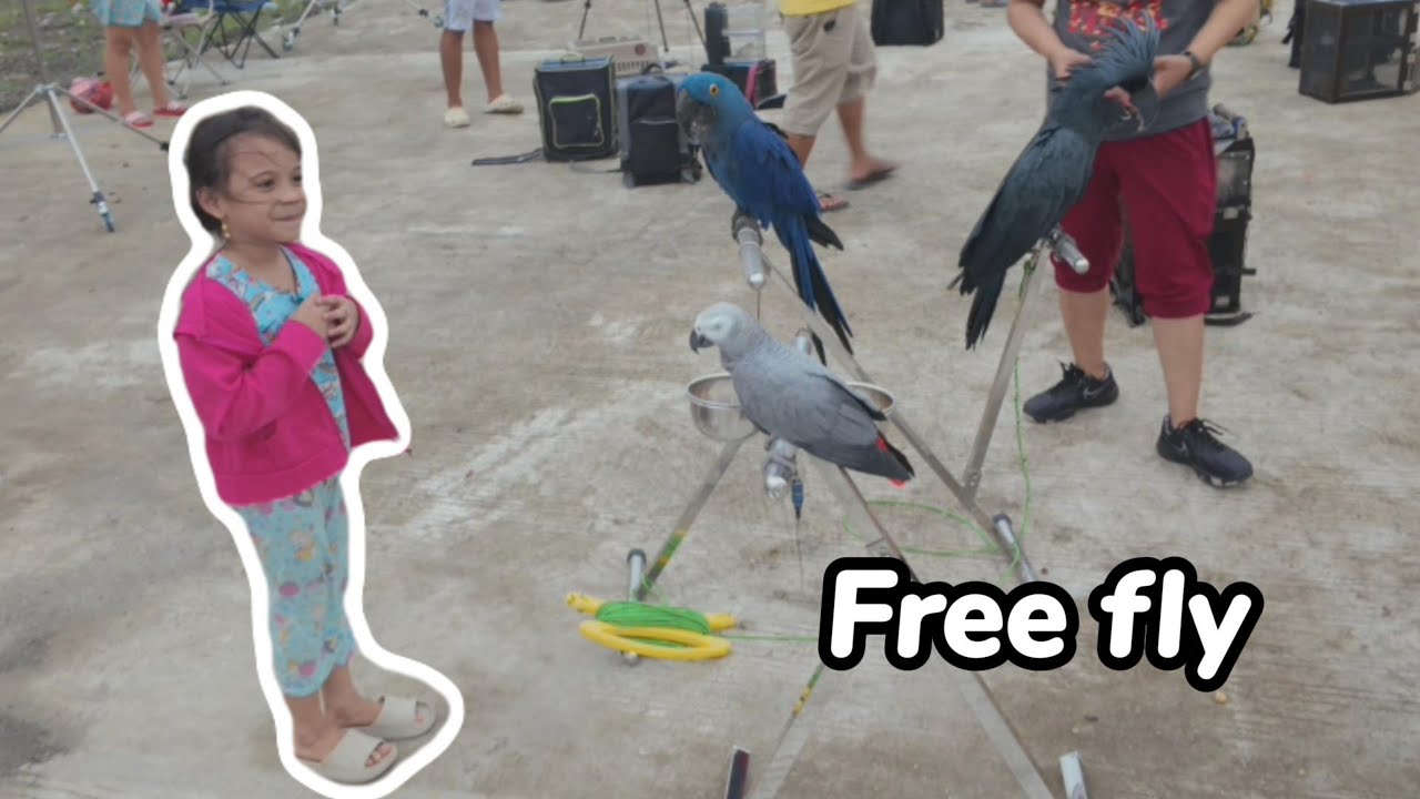 Weekly Parrot Freefly In The Philippines 20250927 - YouTube