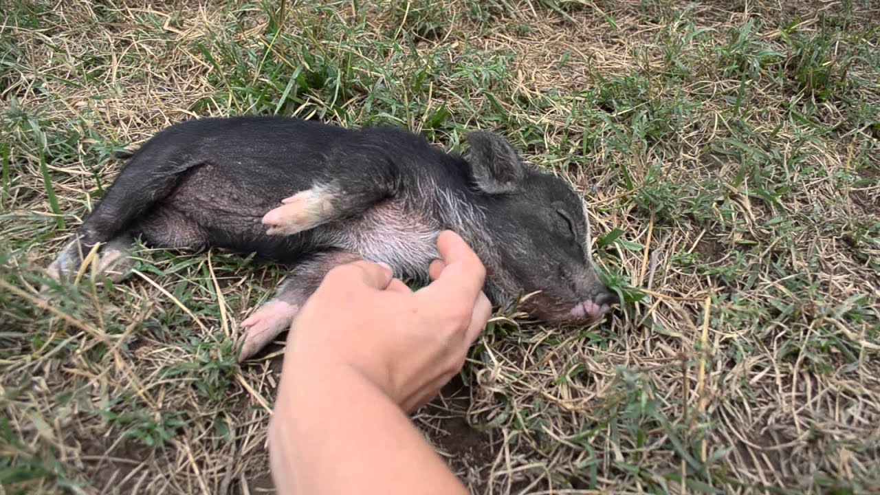 Runt piglet getting belly rub - YouTube