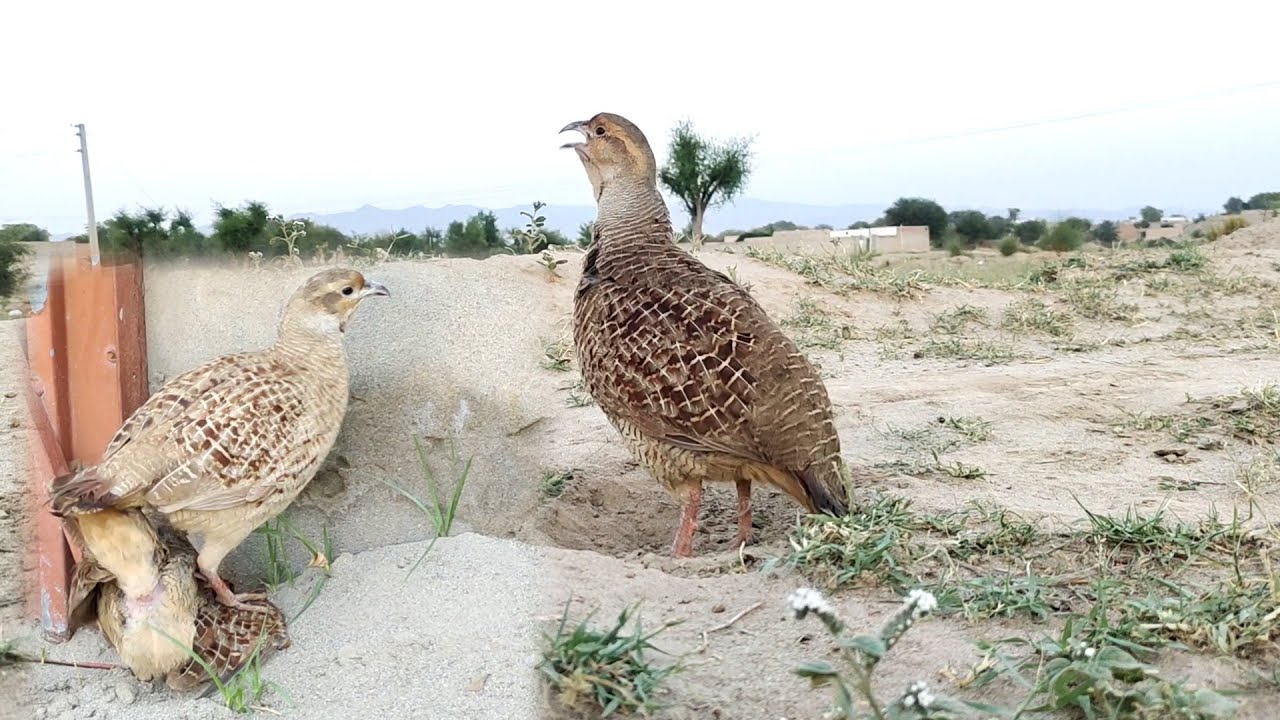 Teetar Crossing | Teetar breeding season | gray francolin teetar sound ...