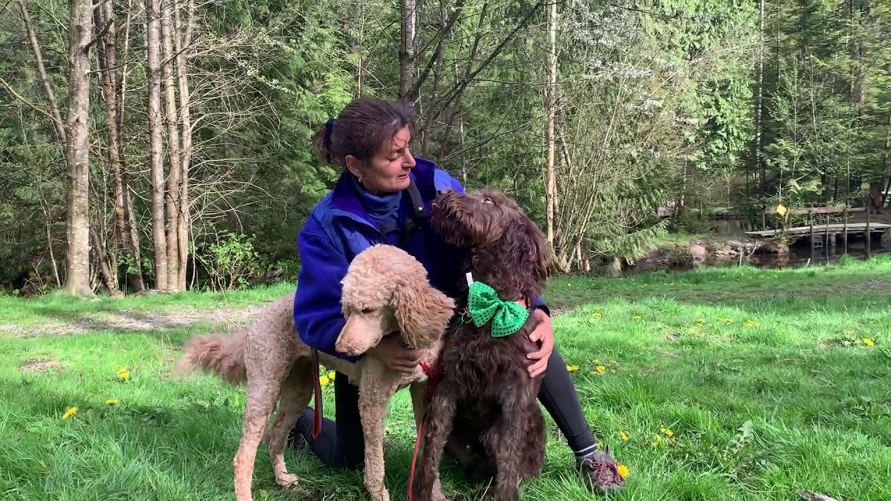 Meet The Mamas+Papas|Ginger and Sasquatch(Labradoodles) - YouTube