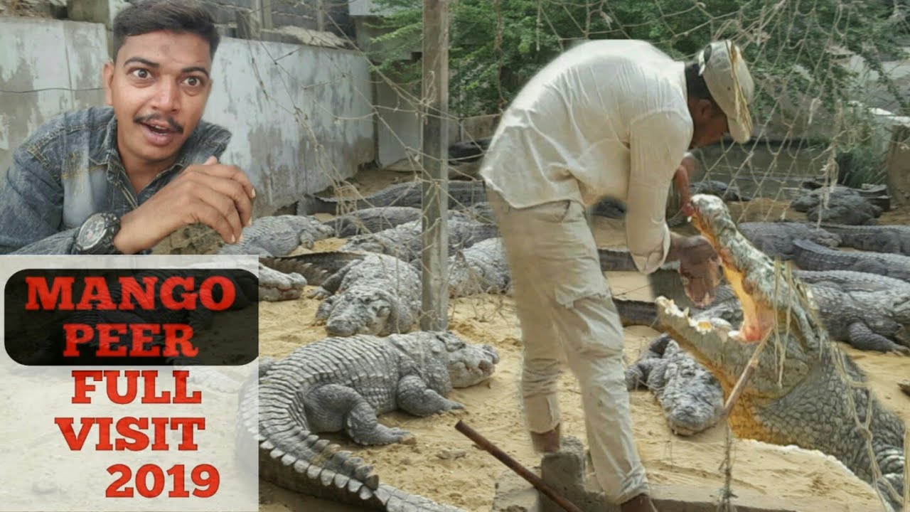 MANGO PEER FULL VISIT 2019 ! Mango peer vlog ! Mango peer 2019. - YouTube