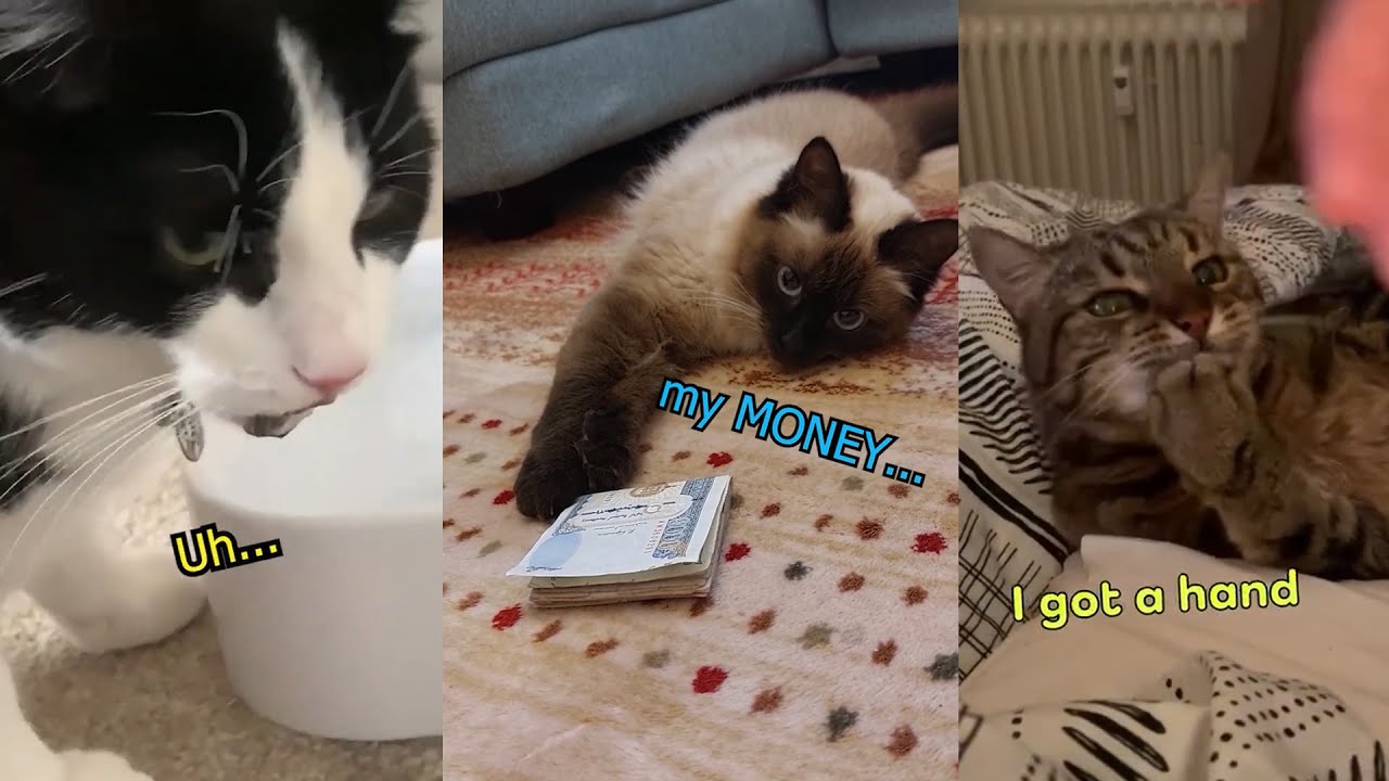 Episode 1: 😽Cat 😺 Dub 🗣️ Mashup 📷 parts 1-5 #dub #animals #funnypet # ...