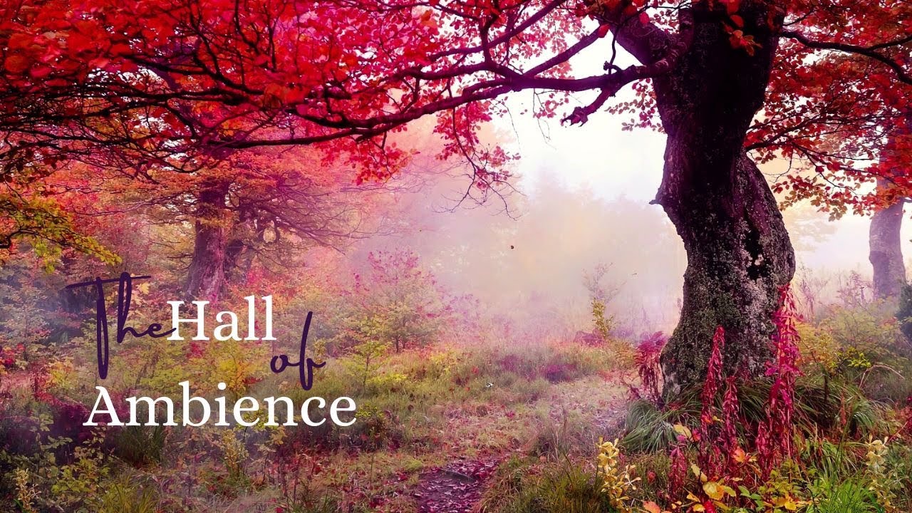 Autumn Forest Ambience | Nature Soundscape with Light Rain - YouTube