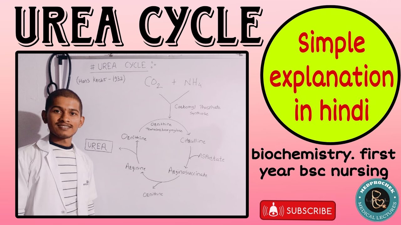 Urea cycle. Biochemistry. first year bsc nursing #medprochek # ...