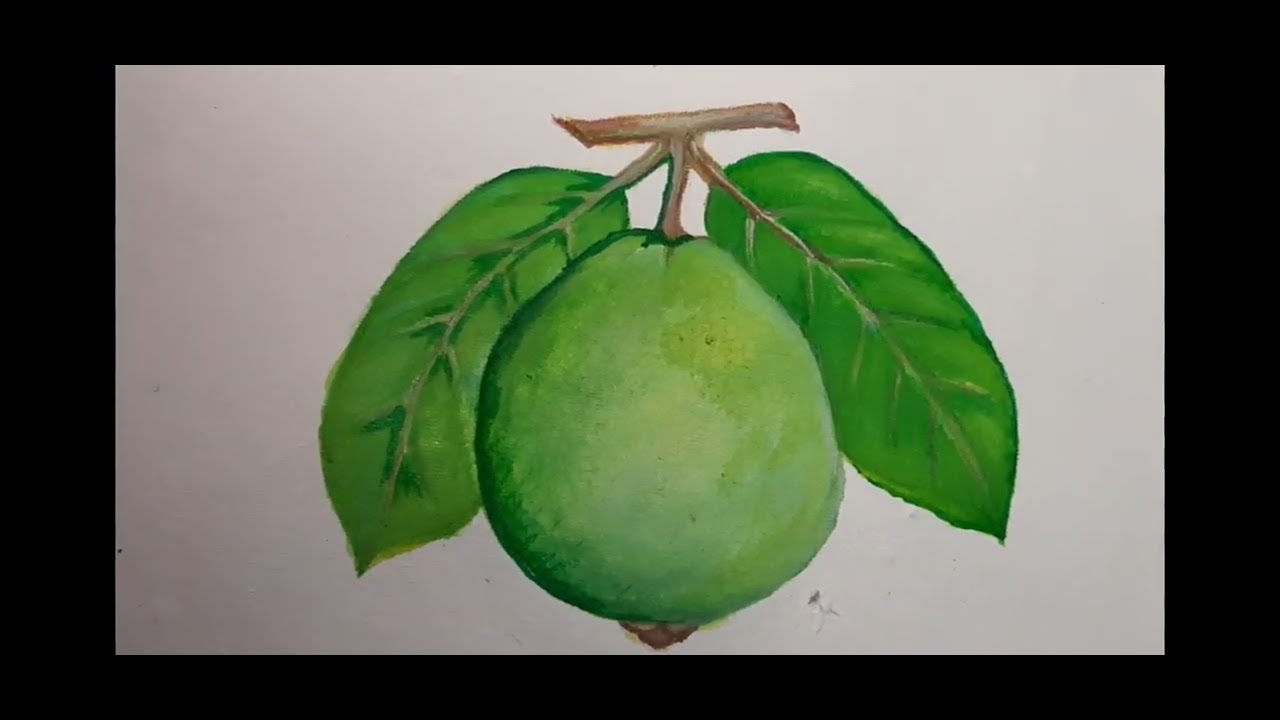 How to draw and colour a guava fruit step by step for beginners # ...