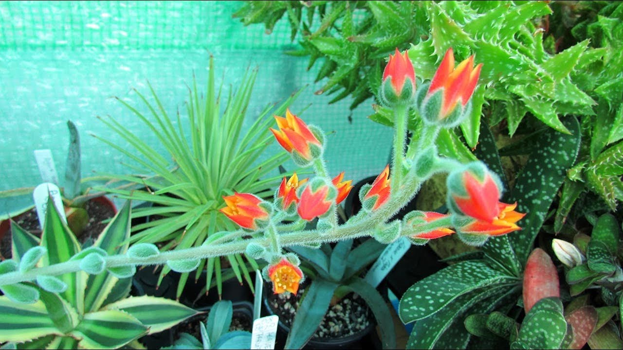 My Echeveria setosa 'Mexican Firecracker' Succulent Plant in beautiful ...