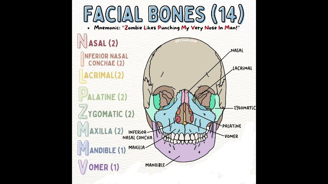 Facial Bones Mnemonic #anatomy #skull #neet2025 #biology #science #neetmemes - YouTube