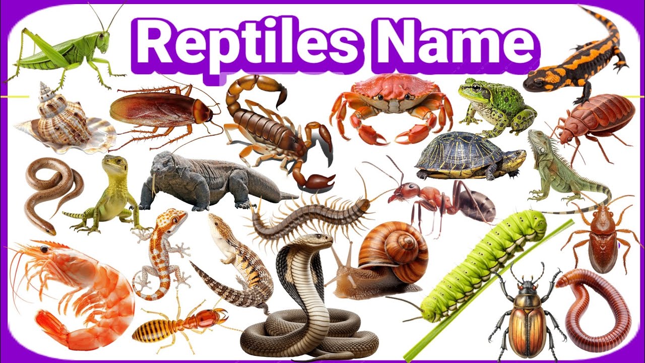 50 Reptiles and Crawling Animals for Kids |🐊🐢🐍 Reptiles & Crawling ...