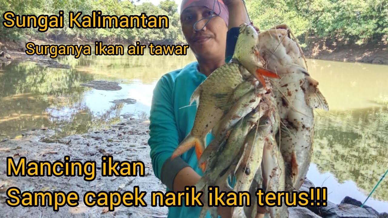 mancing liar||mancing ikan disungai kalimantan - YouTube