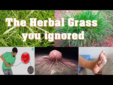 Paragis Grass Benefits - YouTube