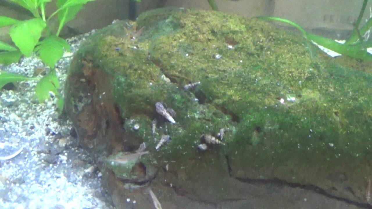 newly hatched red cherry shrimp - YouTube