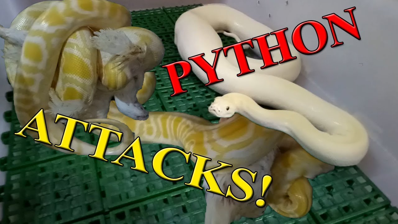 BURMESE PYTHONS EATING - YouTube