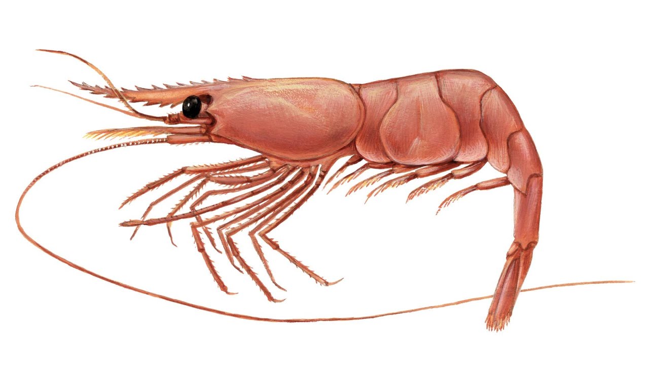 Digestive System of Prawn(Palaemon) Part-II - YouTube