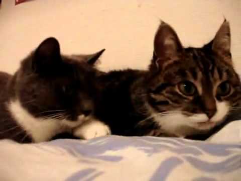 The two talking cats, Funny Cats - YouTube