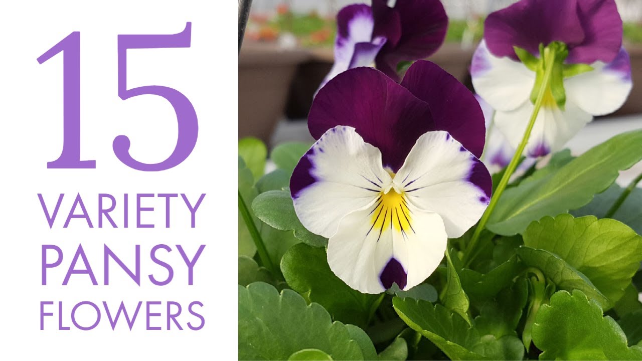 15 Different Pansy Flowers || Pansy Plant Variety || Types of Pansy ...