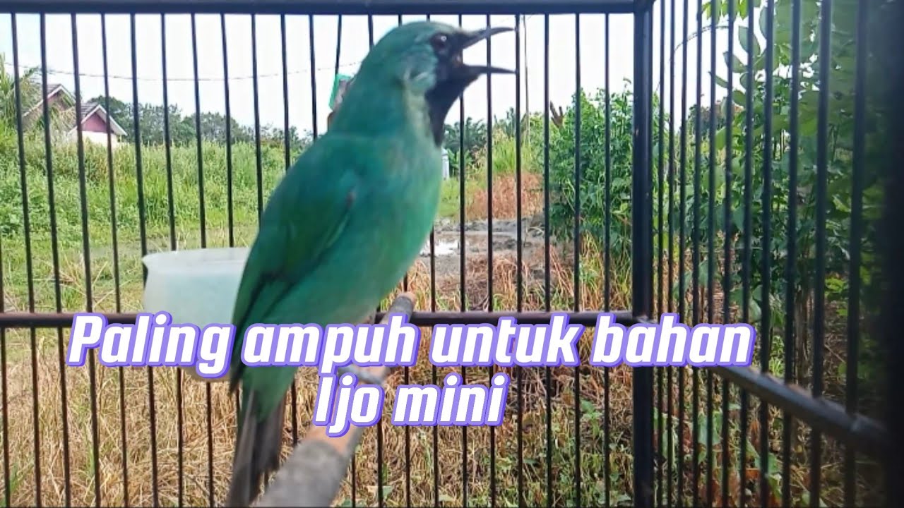 Suara cucak ijo mini paling ampuh untuk yang masih bahan - YouTube