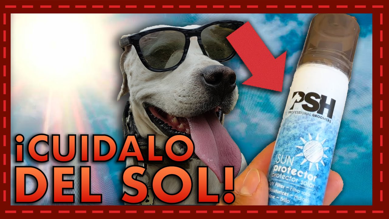 ¡Protege a tu perro del sol! Reseña de un protector solar especial para ...