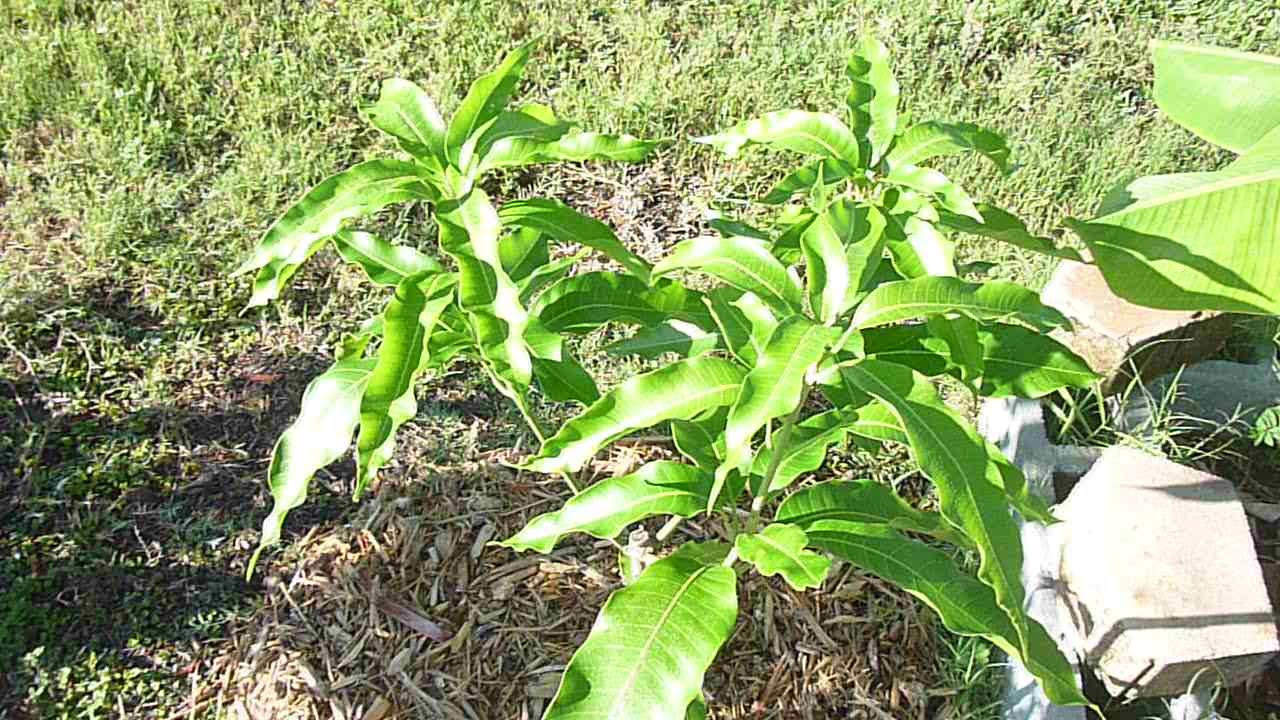 Lemon Zest Mango Tree - Part 1 - YouTube