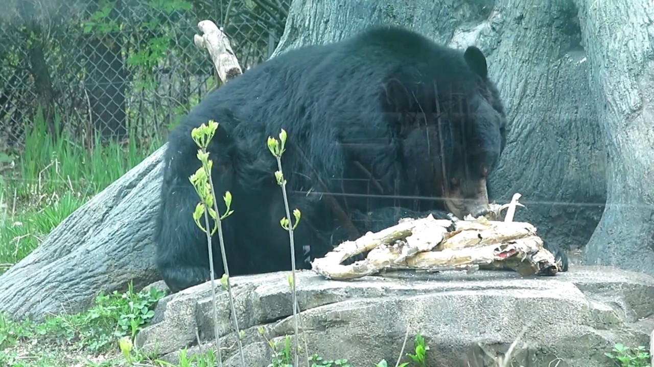 Black bear in Lincoln Zoo Park, Chicago - YouTube