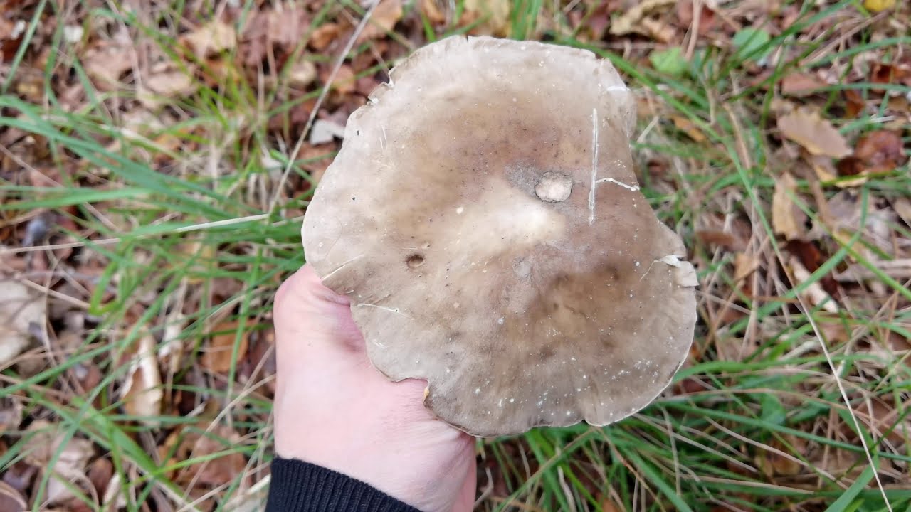 La pardilla: seta comestible que ya aparece como tóxica en algunas ...