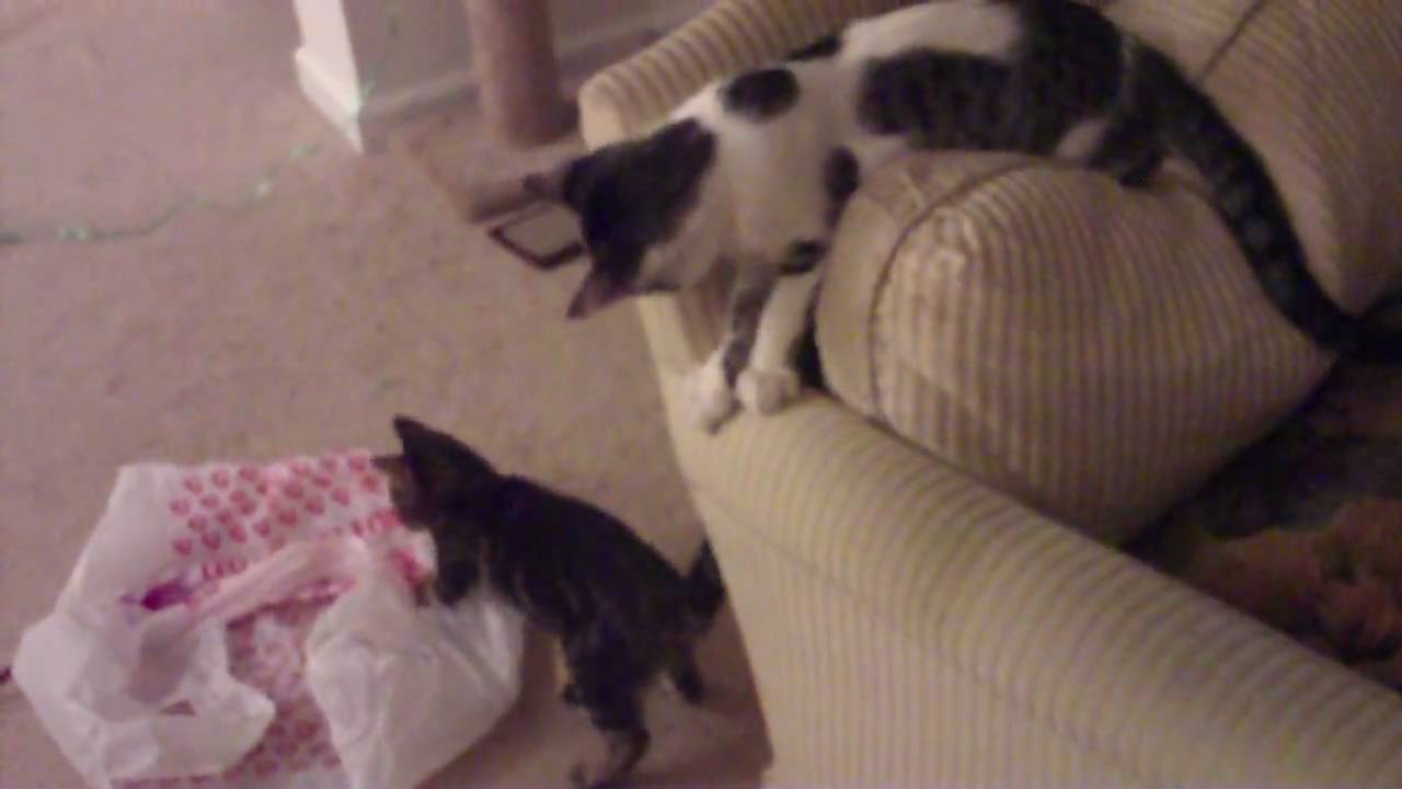 Typical male cat behavior - YouTube