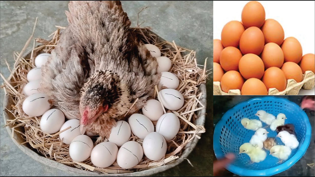 Aseel Hen Hatching Eggs | Birds Zone | Hen Harvesting Eggs To Chicks ...