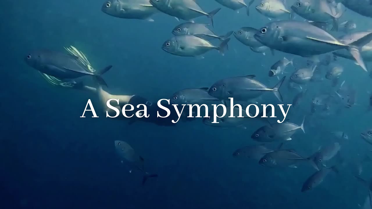 A Sea Symphony - YouTube