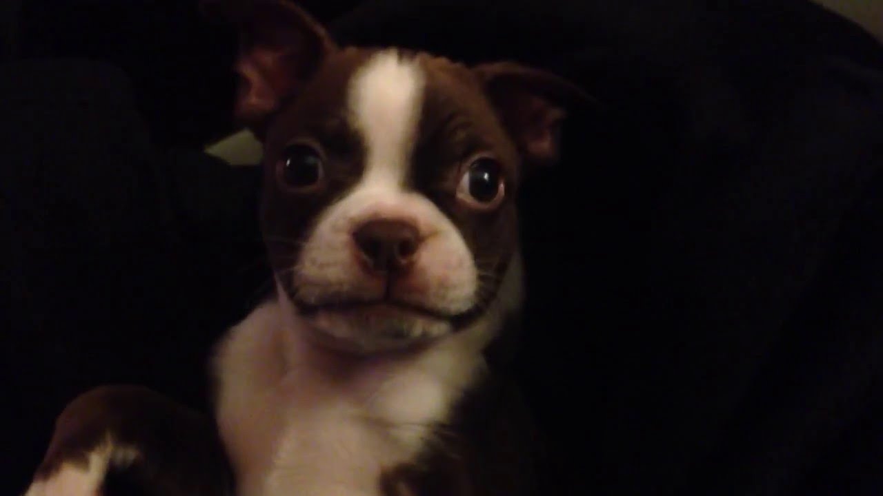Adorable Red Boston Terrier Puppy Fenway on his first day home - YouTube