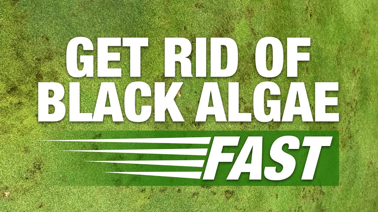 2 Minute Turf Talk - Get Rid of Black Algae Fast! - YouTube