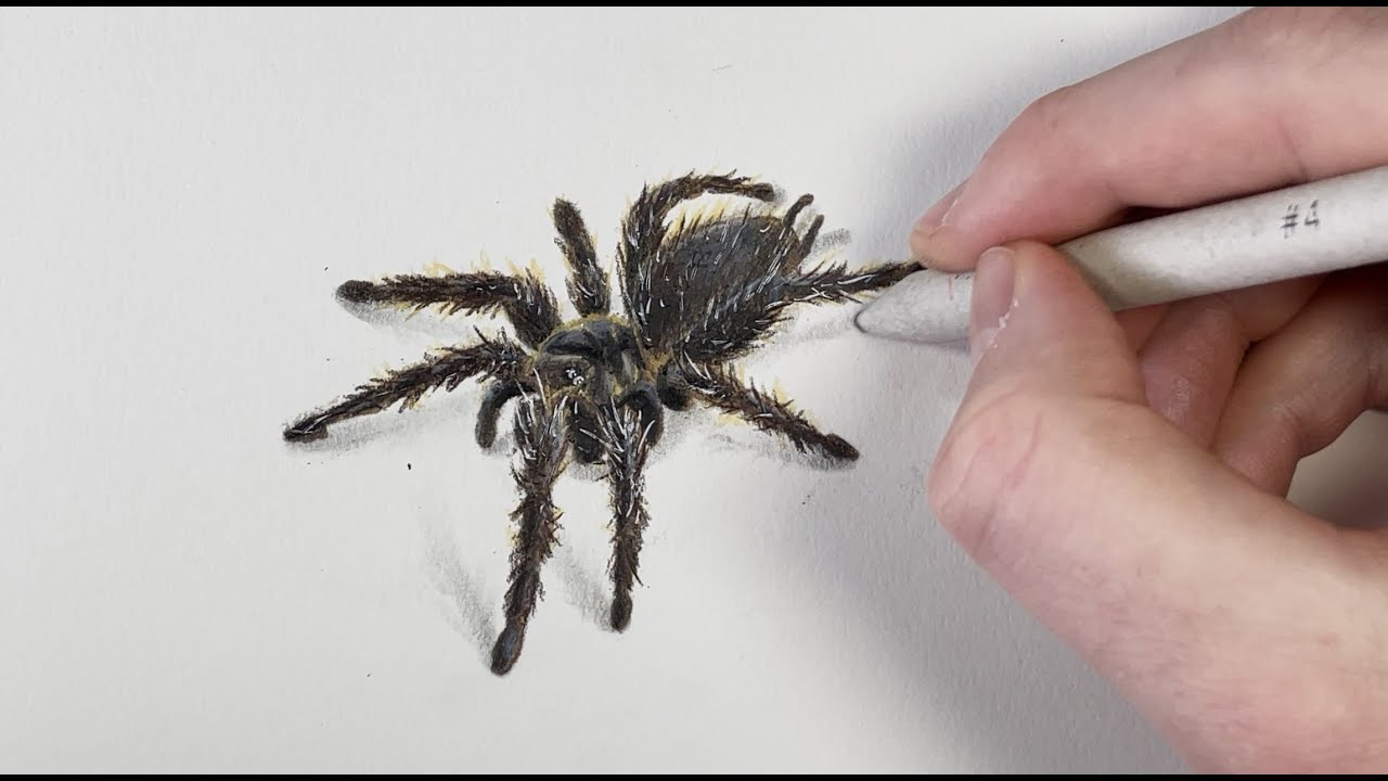 How to Draw a 3D Tarantula | Step by Step Tutorial - YouTube