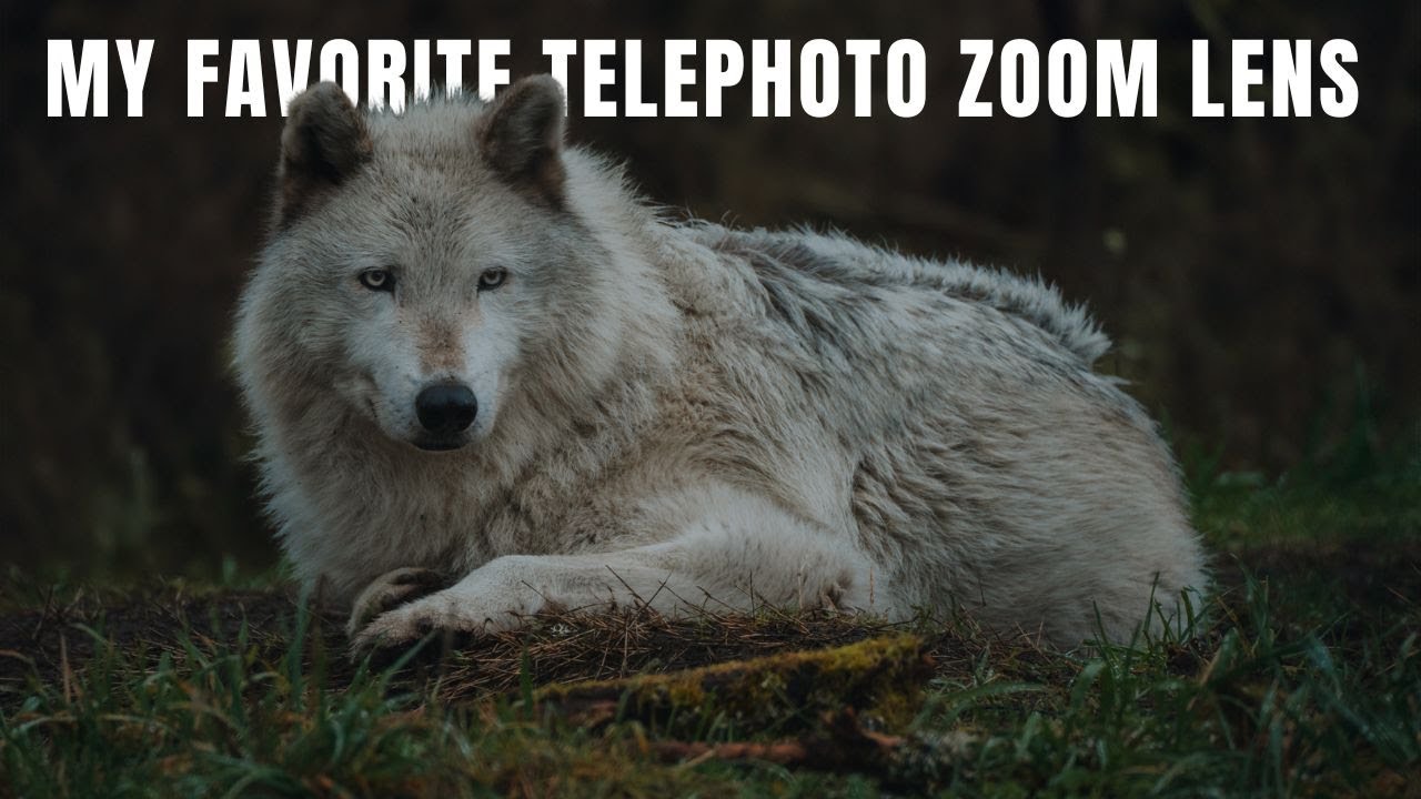 Why I chose the Sony 100-400 f4.5-5.6 GM OSS as my first telephoto zoom ...