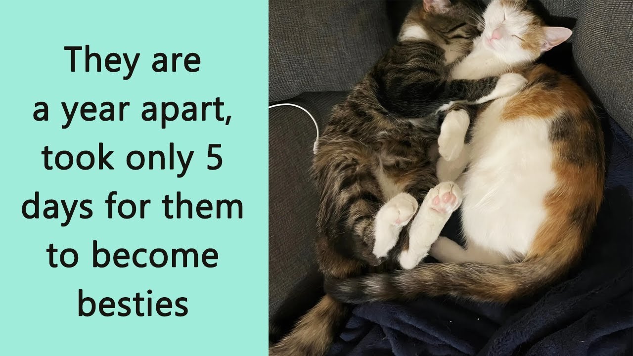50 Wholesome Reasons to Always Adopt Cats in Pairs, as Proven by This Viral Thread - YouTube
