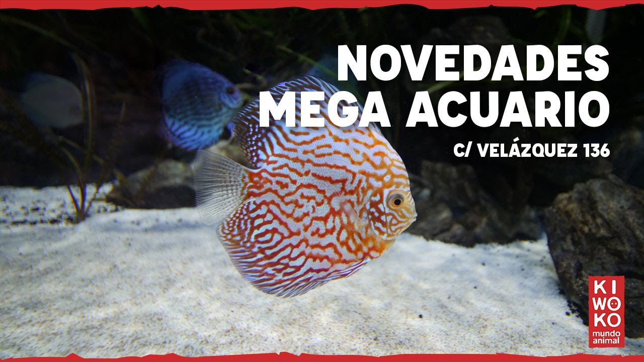 Novedades Mega Acuario de Kiwoko Velázquez 🐠 - V.2 🐟 - YouTube