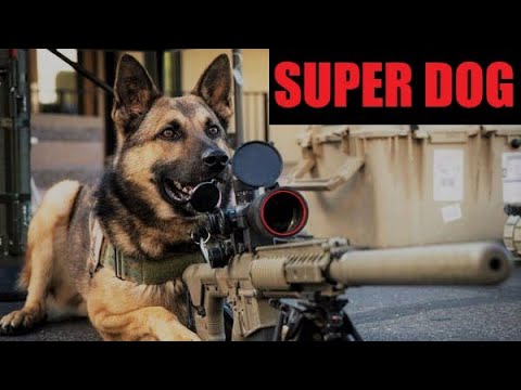 German Shepherd Dog💥SUPER TRAINED DOG⭐The Best DISCIPLINED GUARD DOG ...