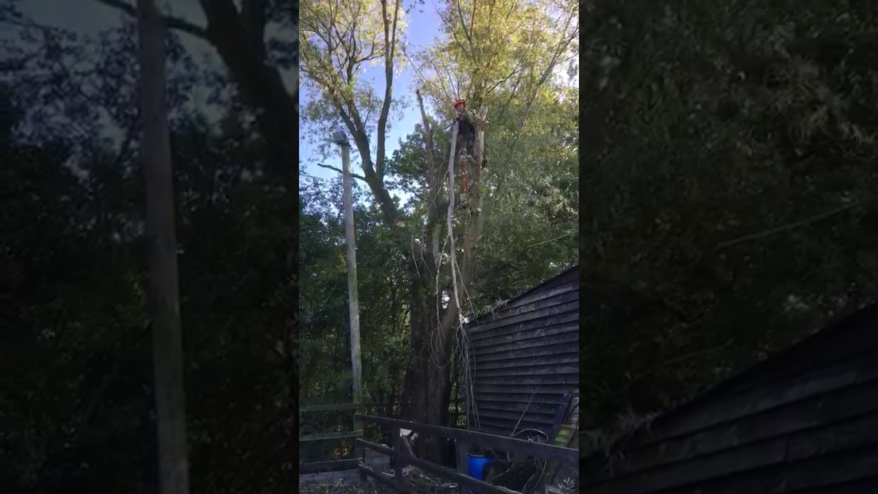 Tree Surgery - Willow Tree Removal 2 - YouTube