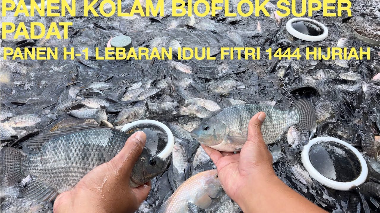 PANEN BIOFLOK SUPER PADAT, PANEN SEBELUM LEBARAN - YouTube