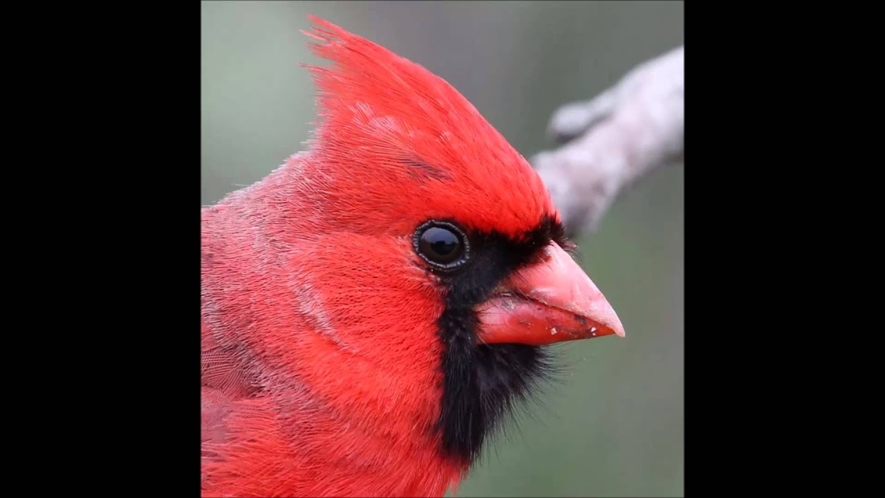 Northern Red Cardinal Singing - YouTube