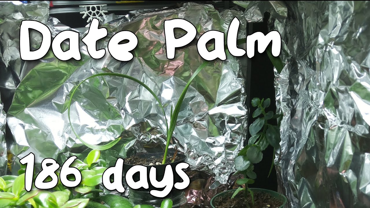 Date Palm Time Lapse - 6 Months - YouTube