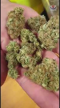 [BIALASIEDZIEJE.PL] Odpowie za posiadanie znacznej ilości marihuany - YouTube