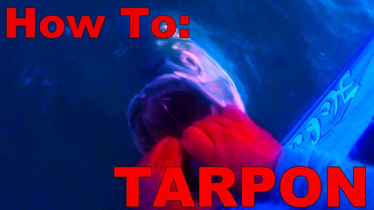 How To: Land A Tarpon - Step By Step - YouTube