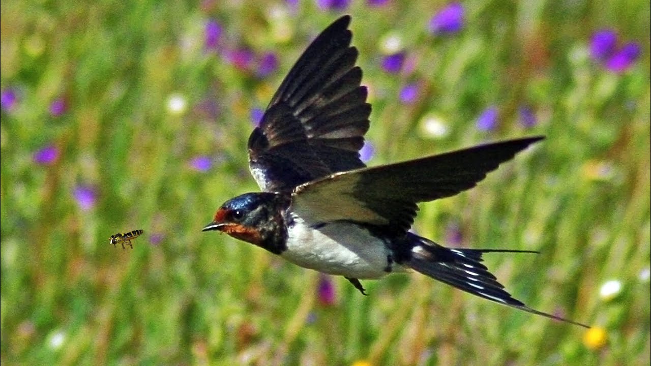 Barn Swallow Call Hirundo rustica Sound Andorinha-das-chaminés Canto ...