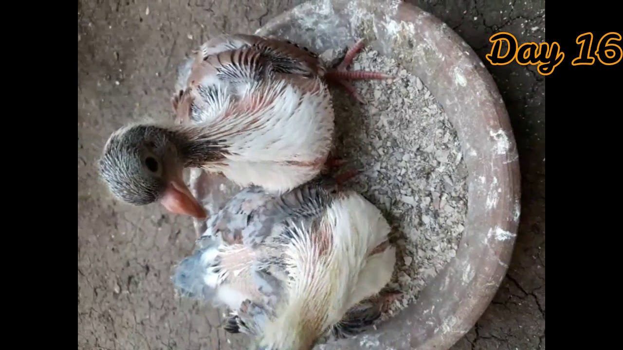 Pigeon transformation-The evolution of pigeons from egg to pigeon - YouTube