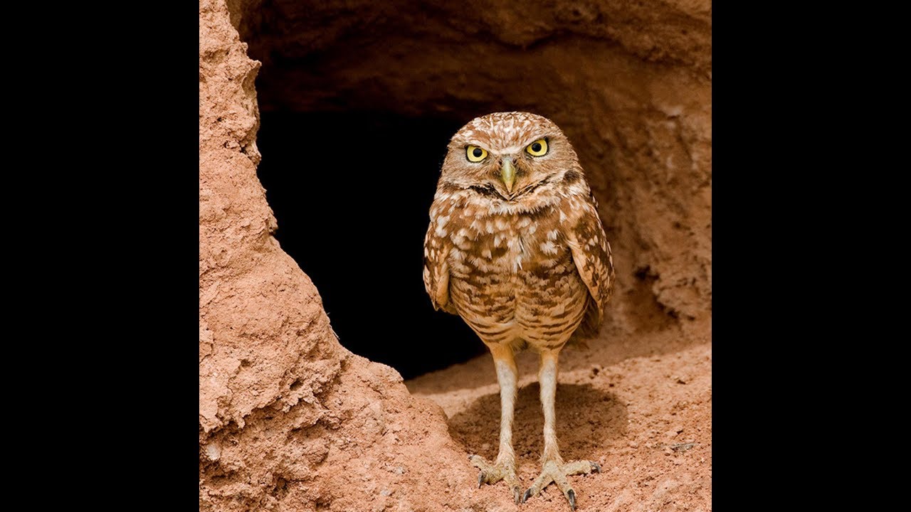 Adventurous Kids: Burrowing Owls - YouTube