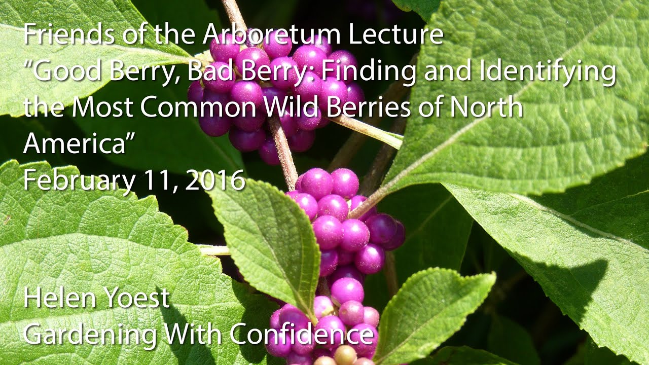 "Good Berry, Bad Berry: Finding and Identifying the Most Common Wild ...