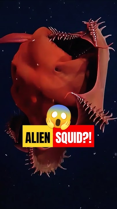 What Creature Looks Like a Spaceship? 🛸 - YouTube