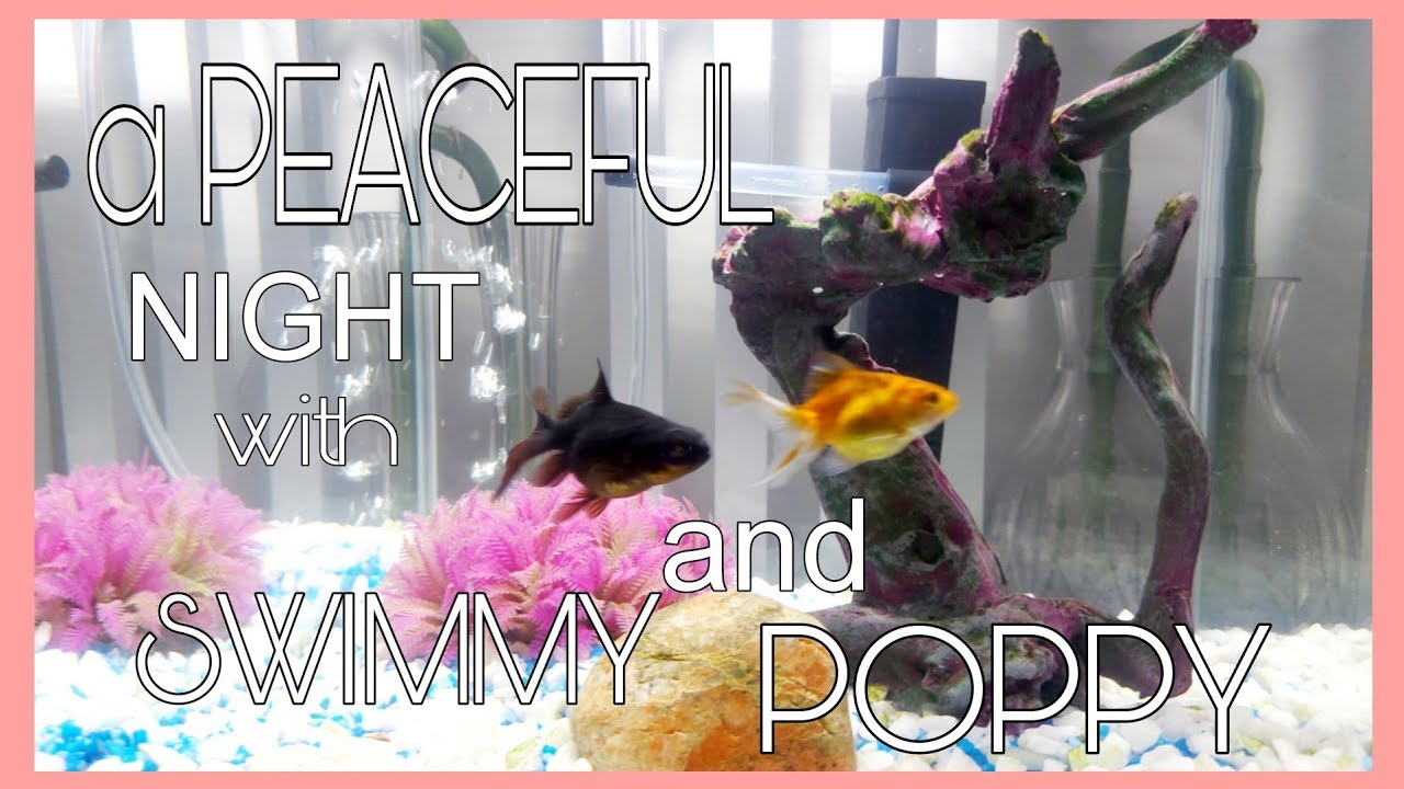 A PEACEFUL Night with SWIMMY and POPPY - YouTube